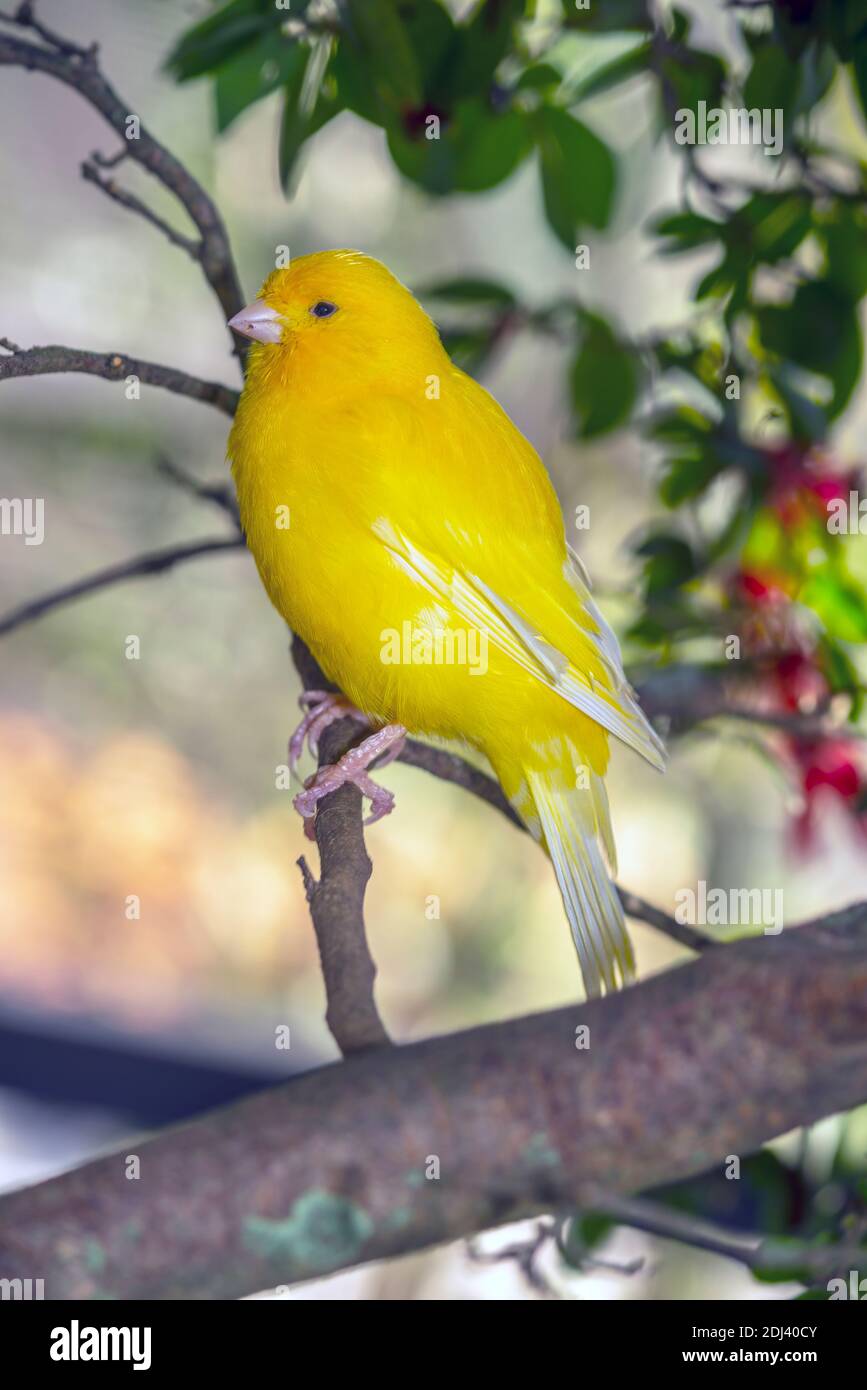 Flaviventris passerine hi-res stock photography and images - Alamy