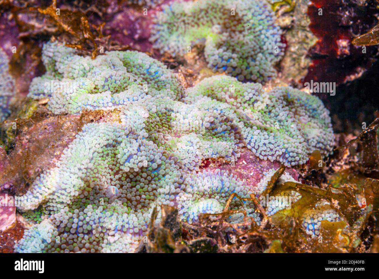 Ricordeidae hi-res stock photography and images - Alamy