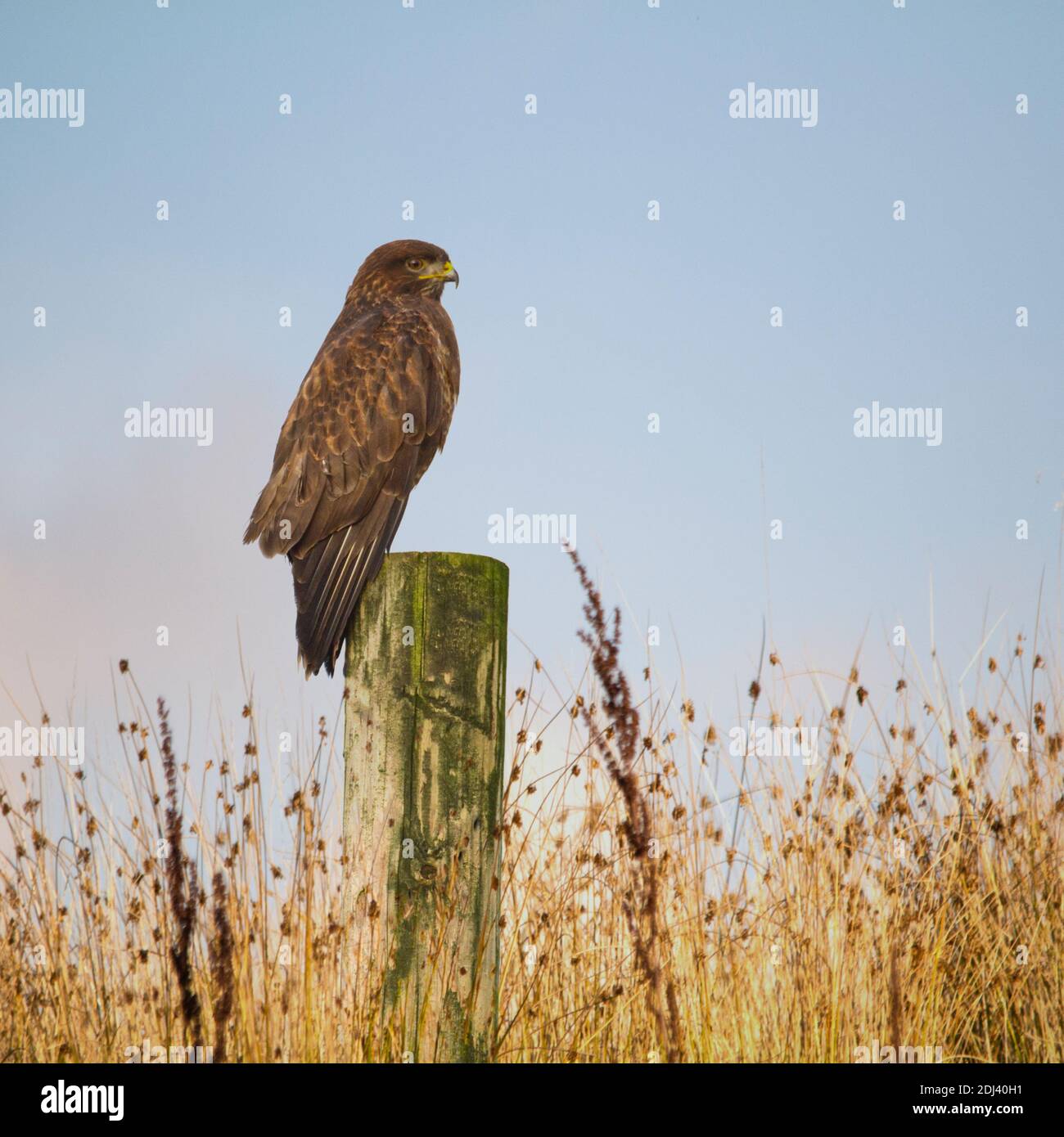 Dark brown raptor hi-res stock photography and images - Alamy