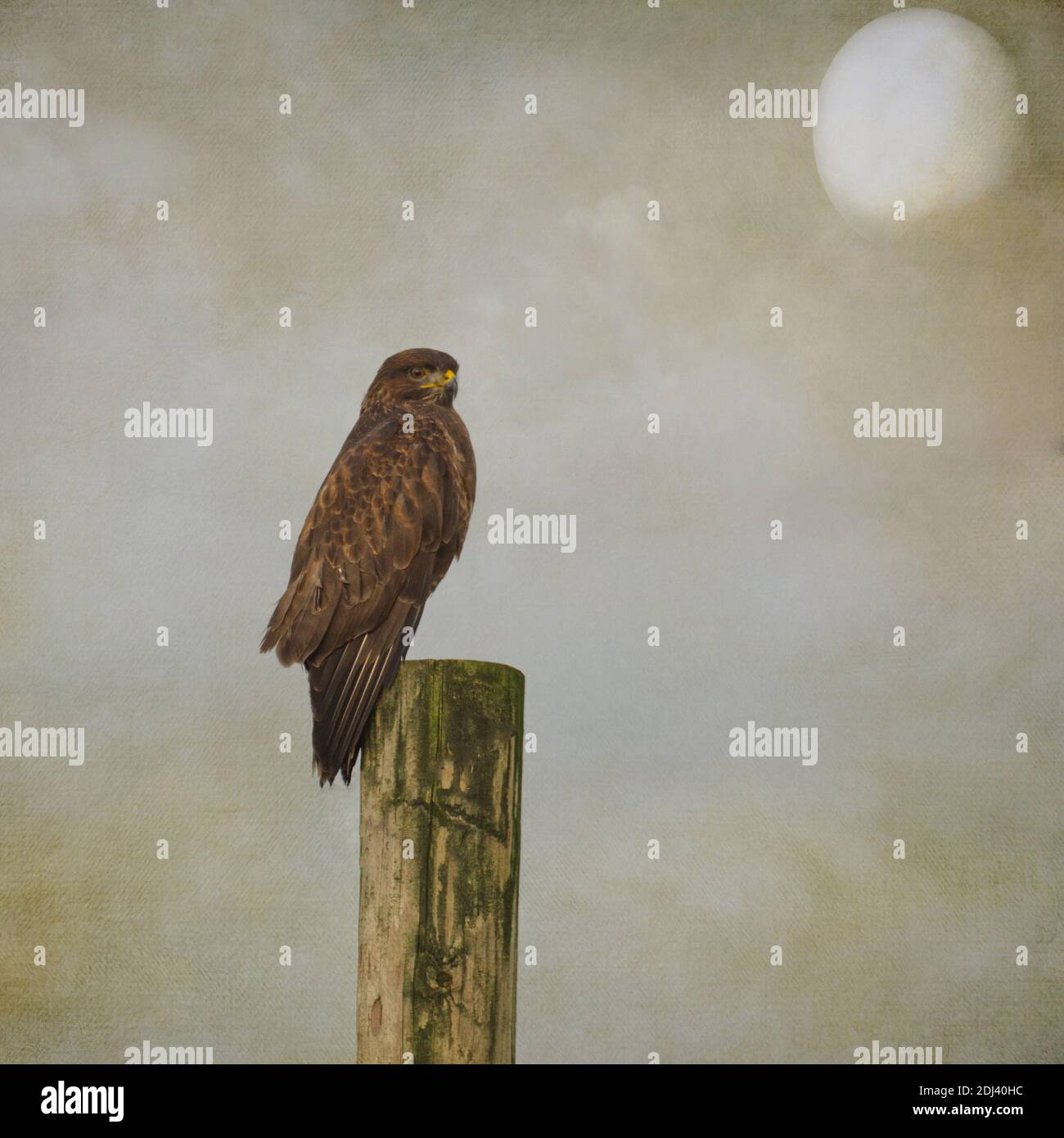 Buzzard buteo buteo white morph hi-res stock photography and images - Alamy