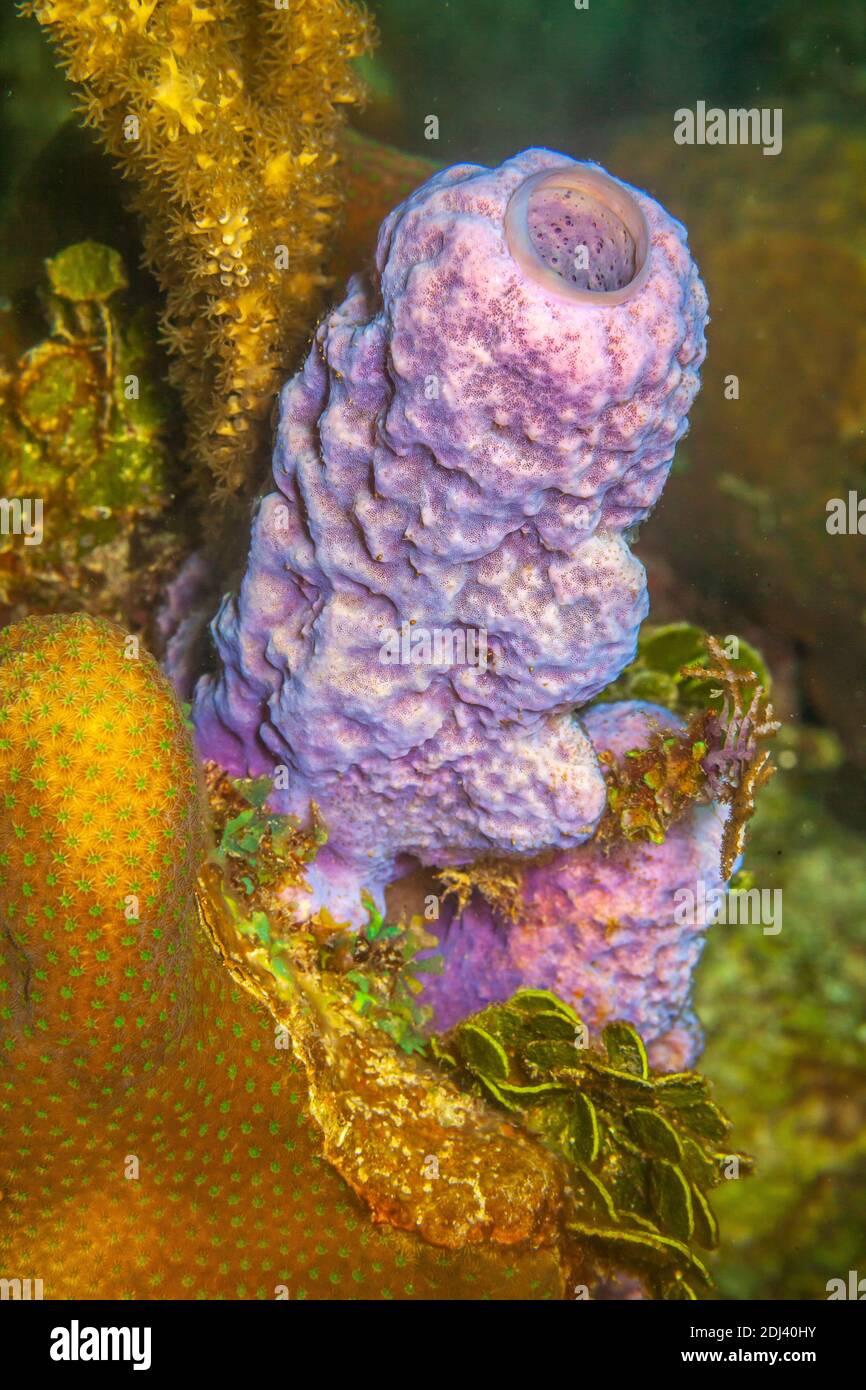 Aplysina archeri, stove-pipe sponge,tube sponge, long tube, structure ...