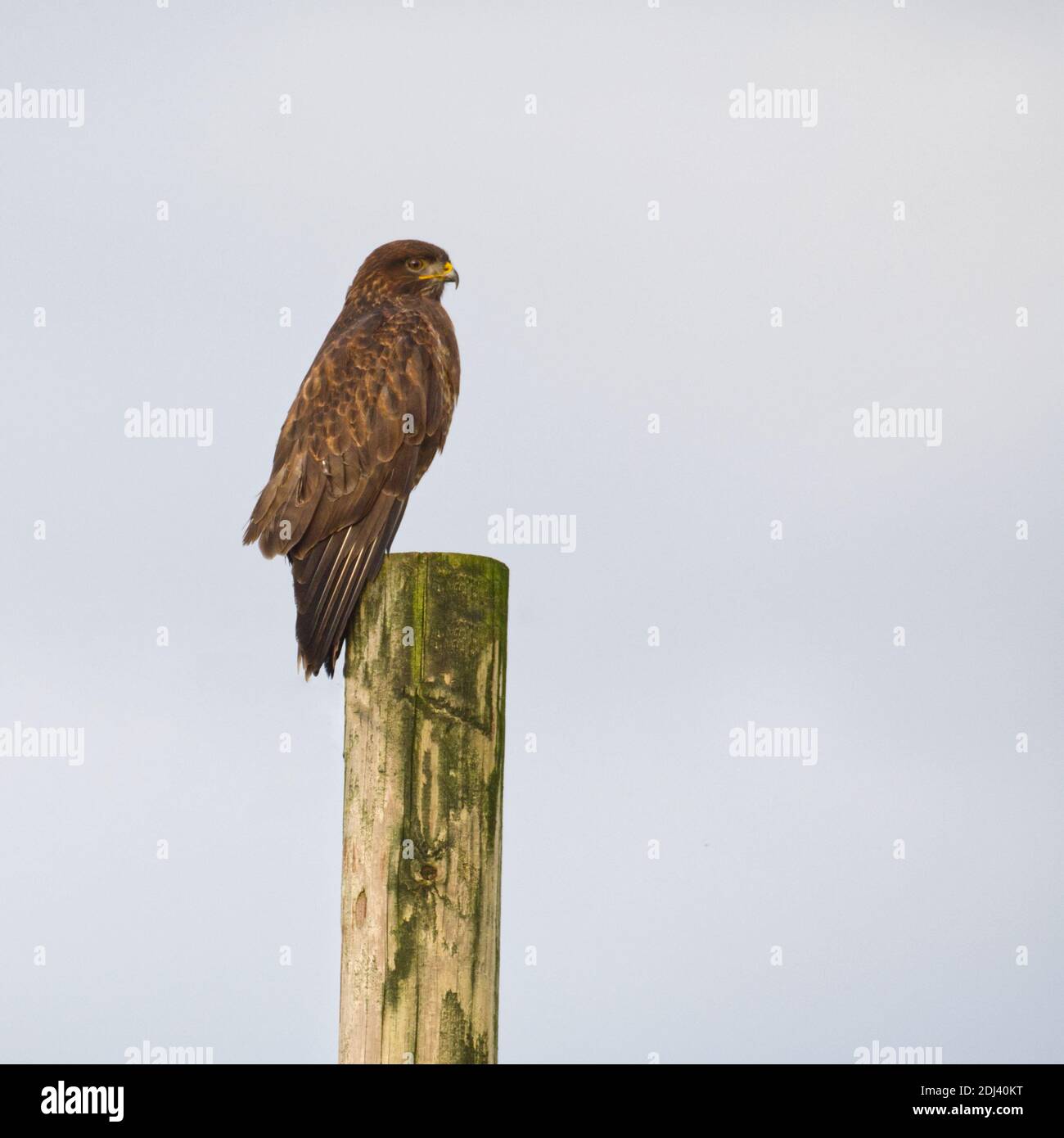 White mottled feathers hi-res stock photography and images - Alamy