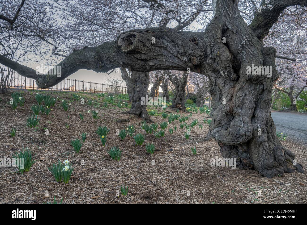 Spring in Central Park, New York City with cherry trees Stock Photo - Alamy