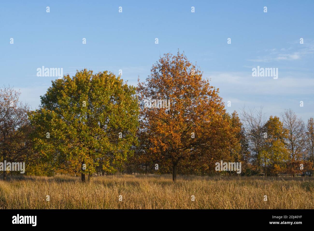Birch and beech trees hi-res stock photography and images - Alamy