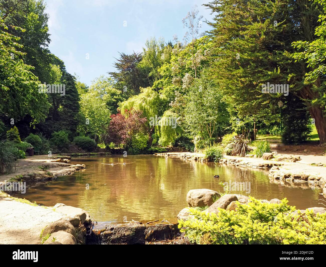 Lovely pond with ducks surrounded by trees in Peasholm Park ...