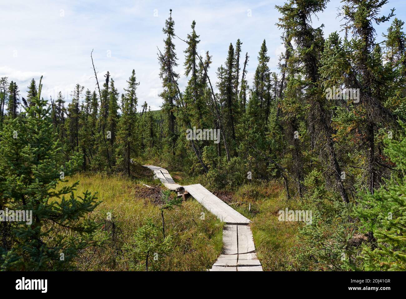 Black spruce trees hi-res stock photography and images - Alamy