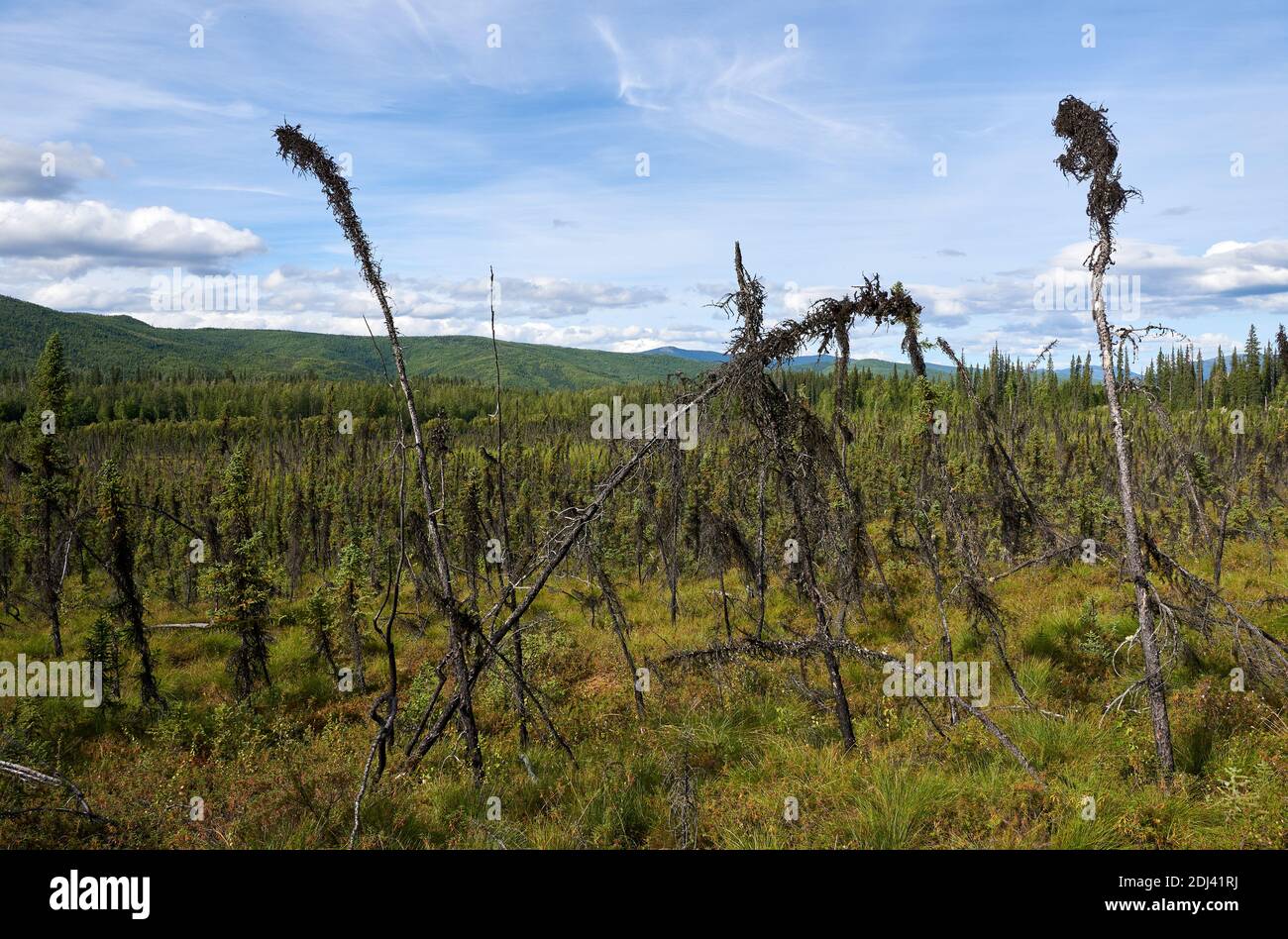 Tranquil, colorful view of from Granite Tors Trail at black spruce ...