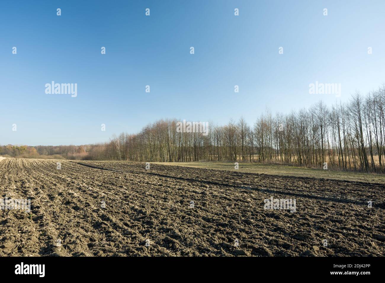 Ploughed agricultural field, trees without leaves and blue sky Stock ...