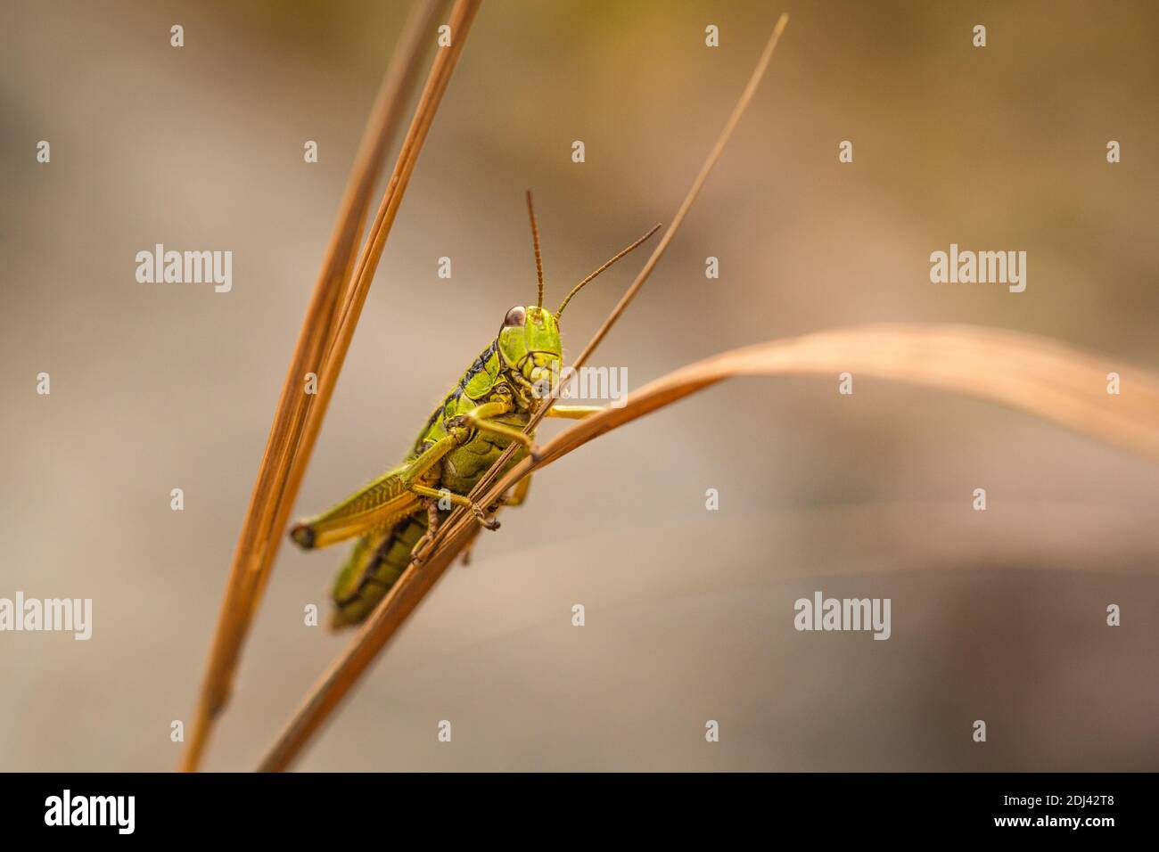 Cricket On Dry Grass Stem Stock Photo - Alamy