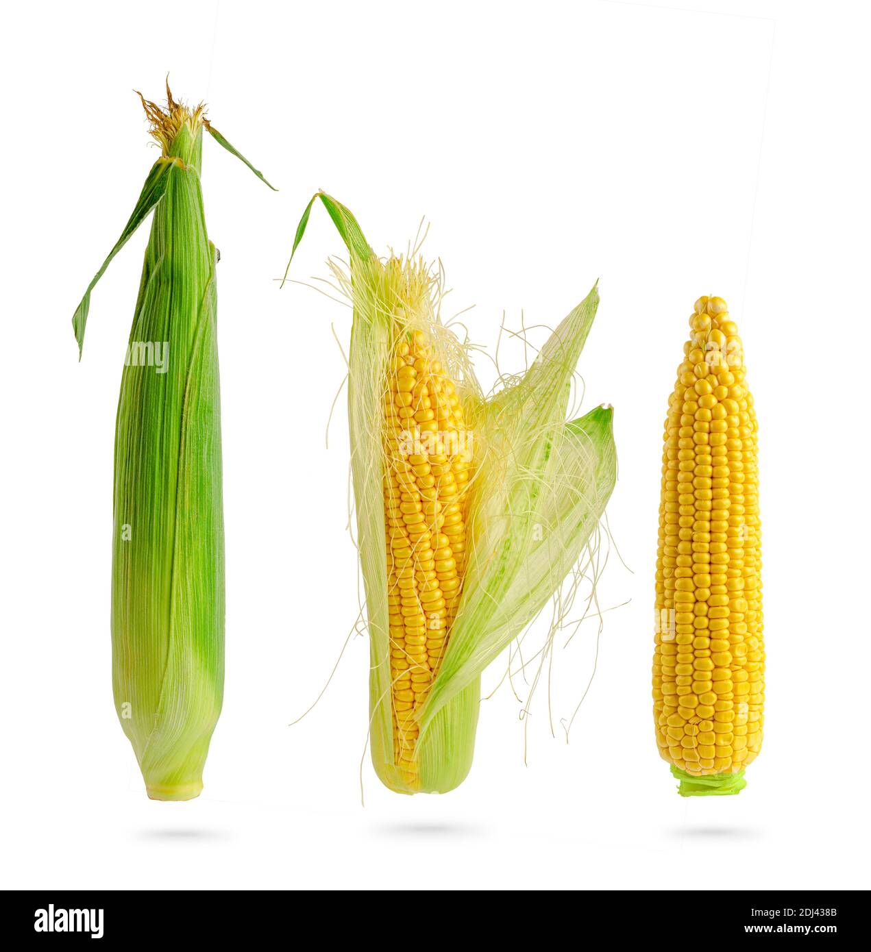 Three sweet corn cobs isolated on white background. Design element for ...