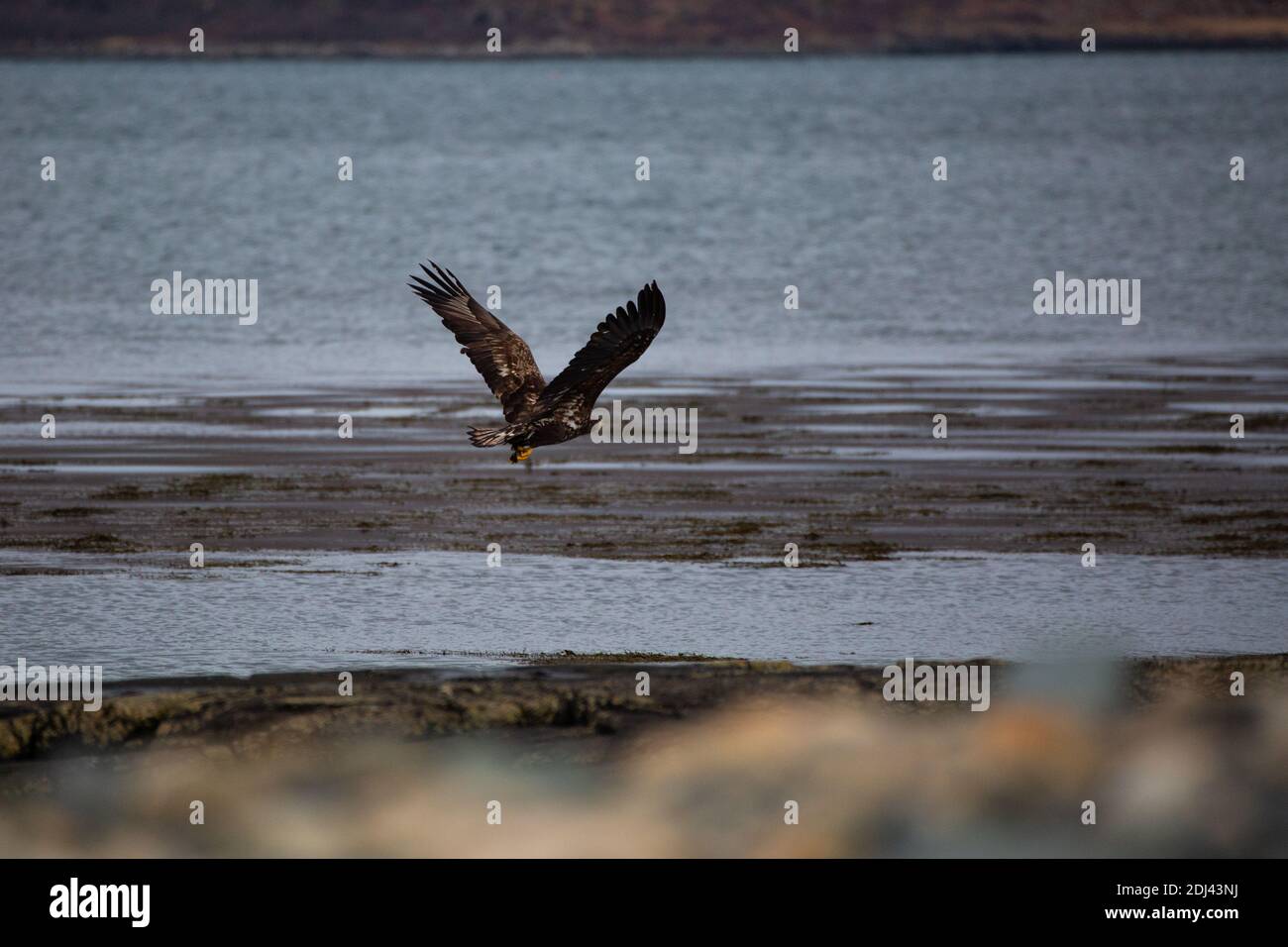 Isle Of Mull Golden Eagle High Resolution Stock Photography and Images ...