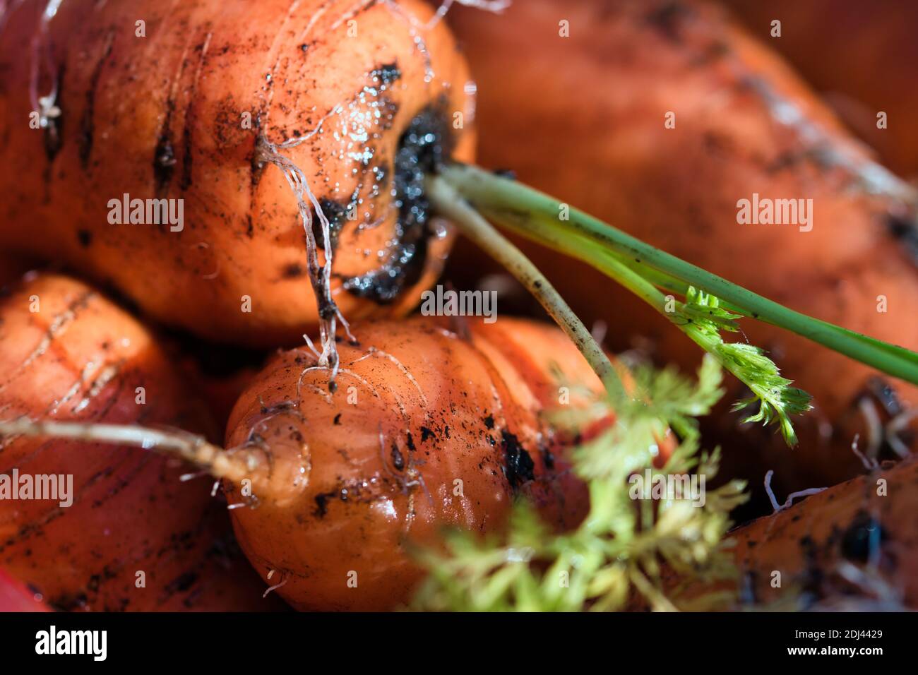 Stumpy roots hi-res stock photography and images - Alamy