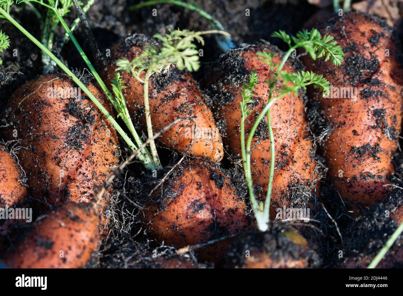 Vibrant orange organic carrots roots with green tops freshly pulled out ...