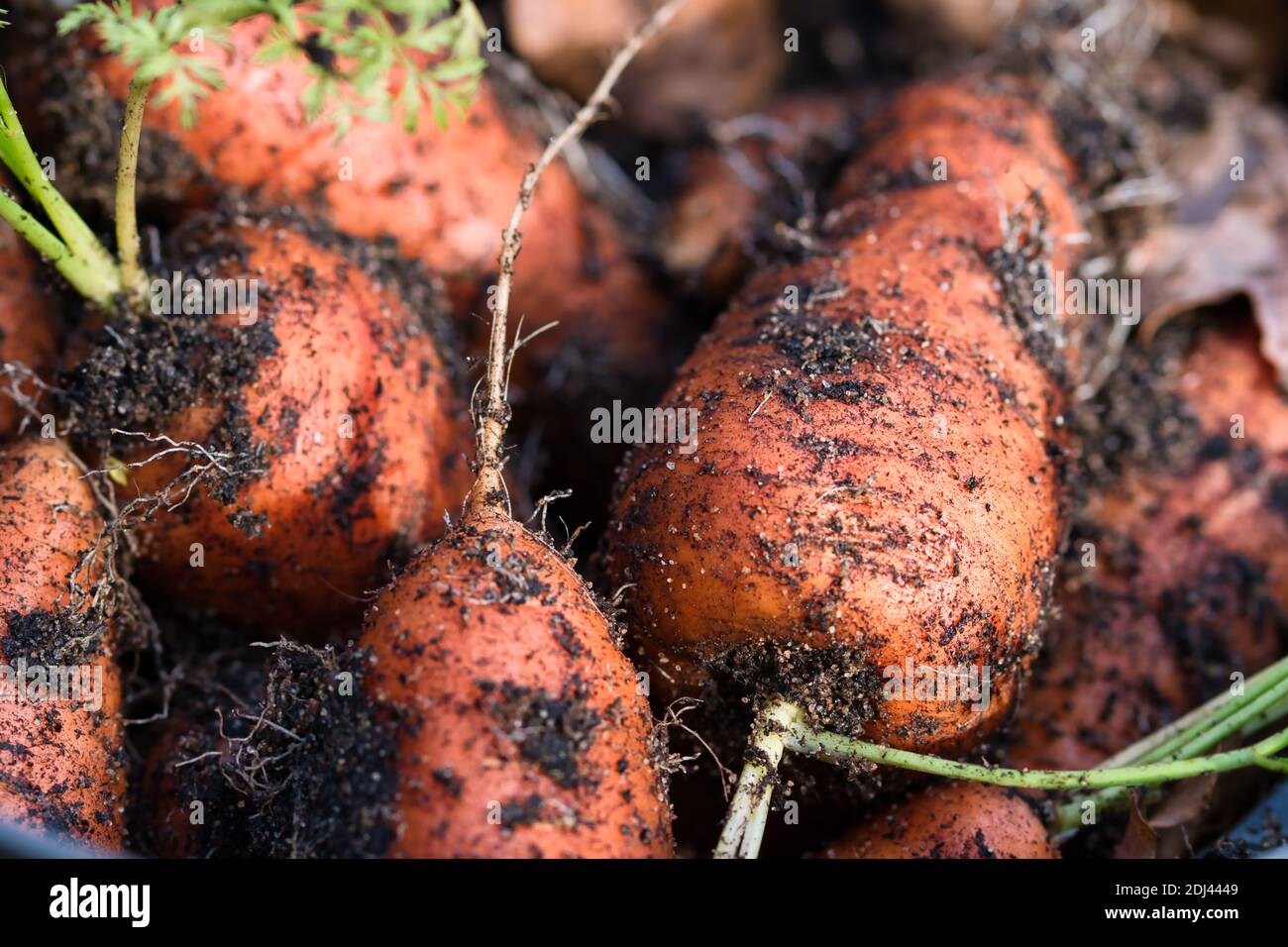 Stumpy roots hi-res stock photography and images - Alamy