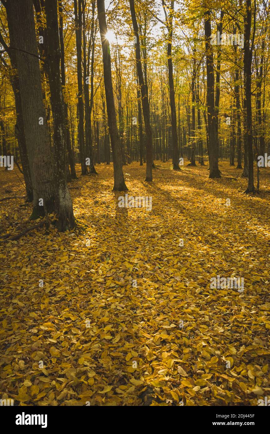 Yellow wood forest hi-res stock photography and images - Alamy