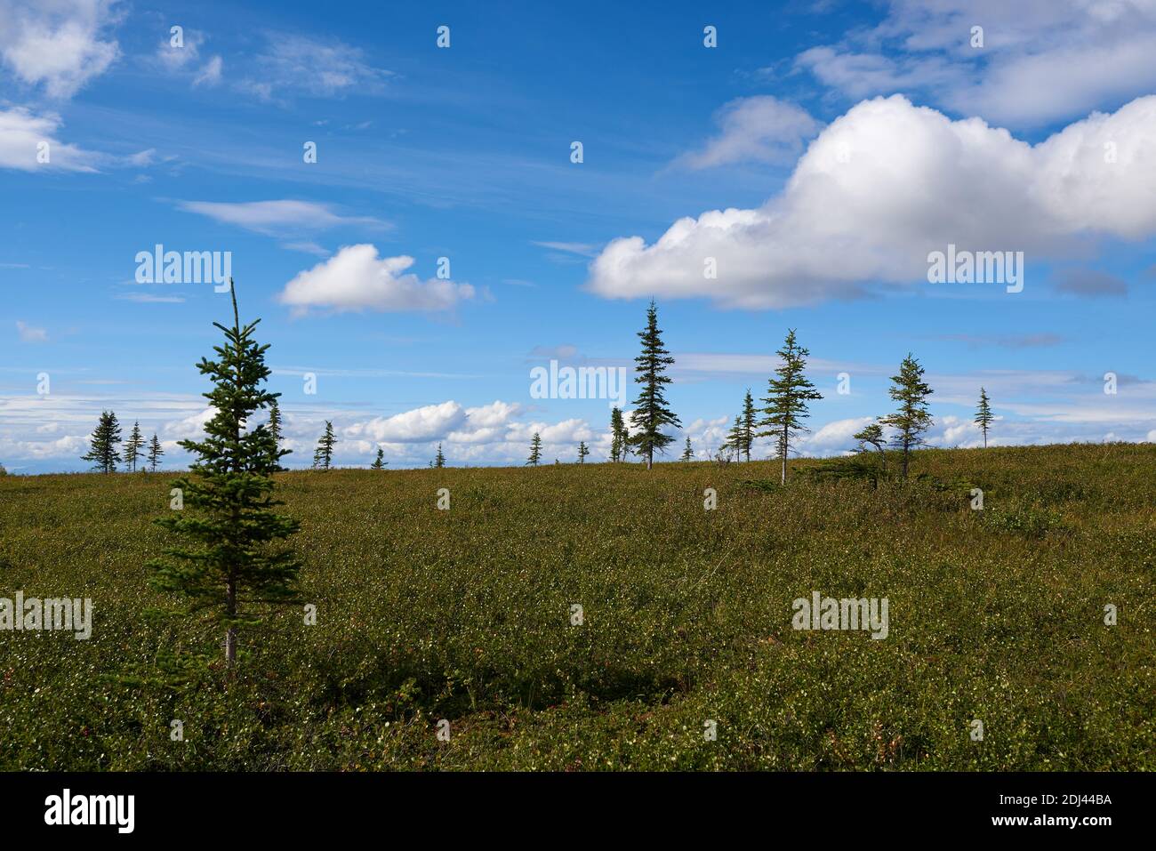 Flat, dense vegetation on the rocky ground at Wickersham Dome, with ...