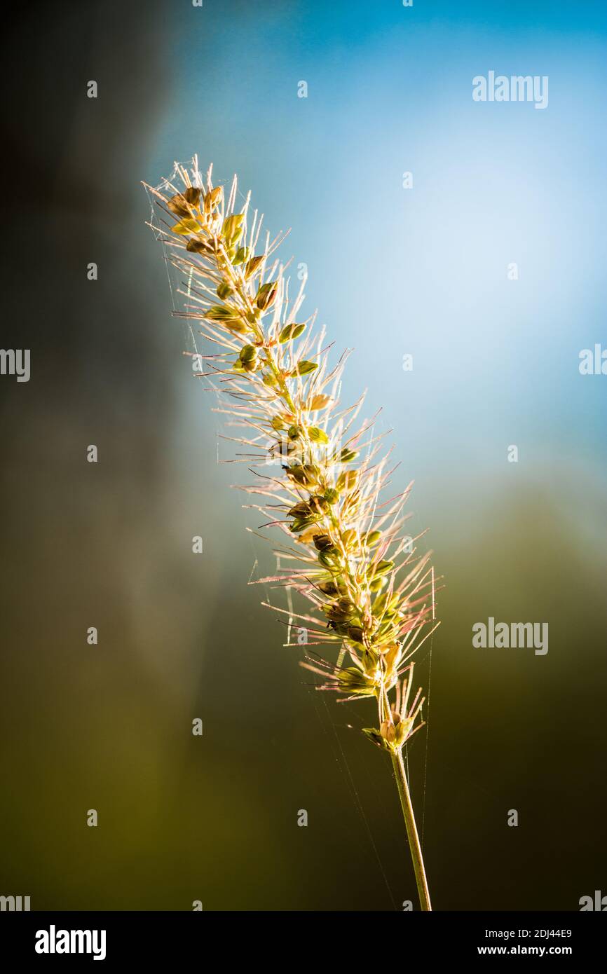 Grass Head Going To Seed Stock Photo - Alamy