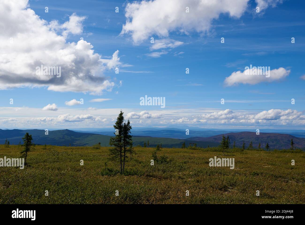 Flat, dense vegetation on rocky ground at Wickersham Dome, with single ...