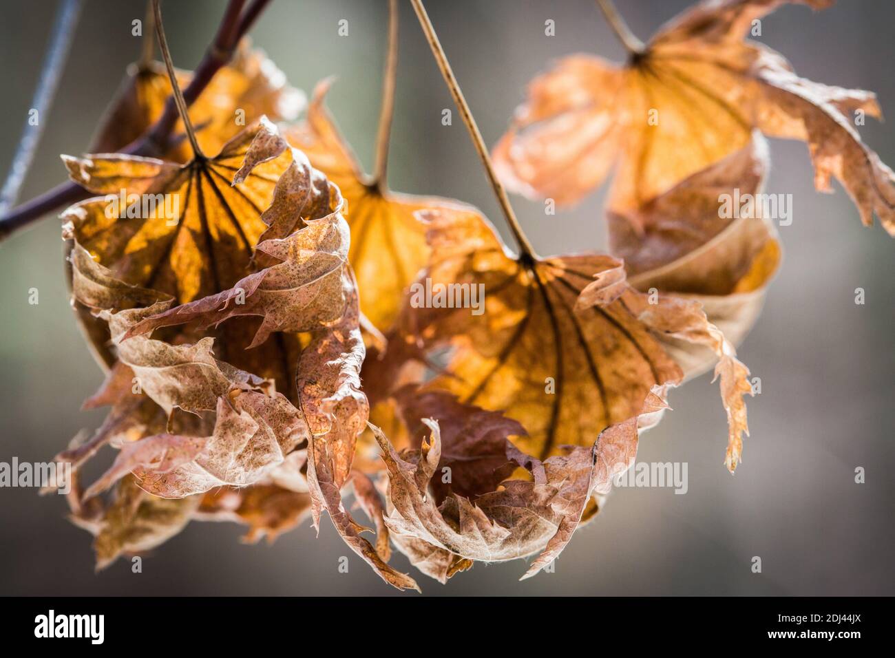 Autumn Leaves Curling Before Dropping From Tree Stock Photo - Alamy