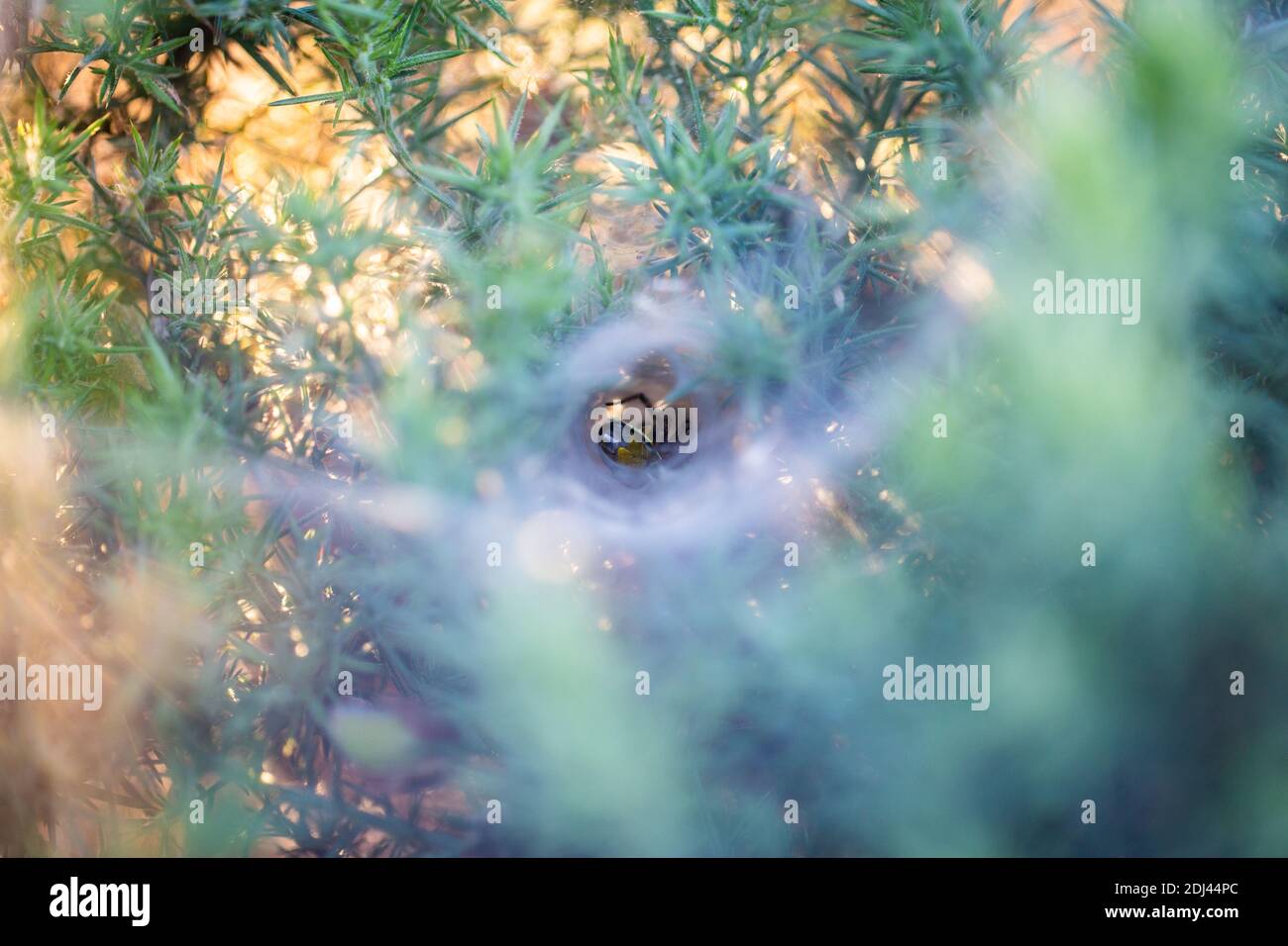 Spider Eating Prey In Tunnel Web Stock Photo - Alamy