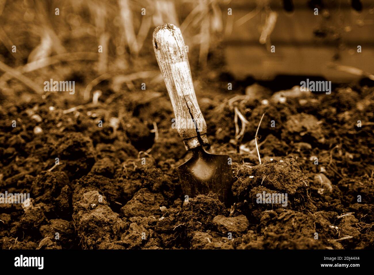 Gardening Trowel In Soil On Allotment Stock Photo - Alamy