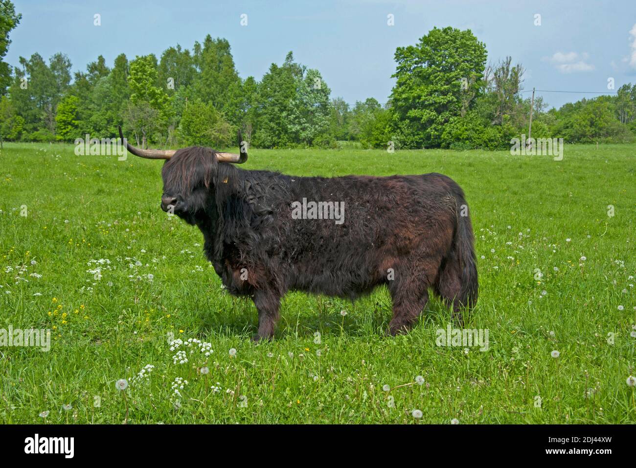 Scottish Highland Cattle, Island Muhu, Estonia, Baltic states, Europe ...