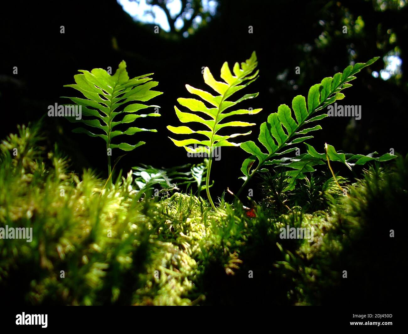 Trees growing on moorland hi-res stock photography and images - Alamy