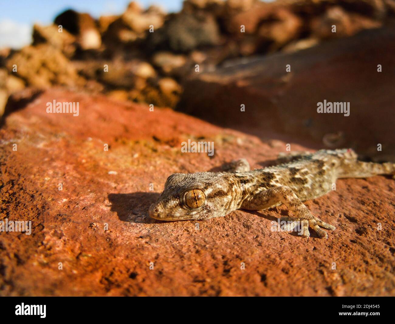 Portrait gekko gecko hi-res stock photography and images - Alamy