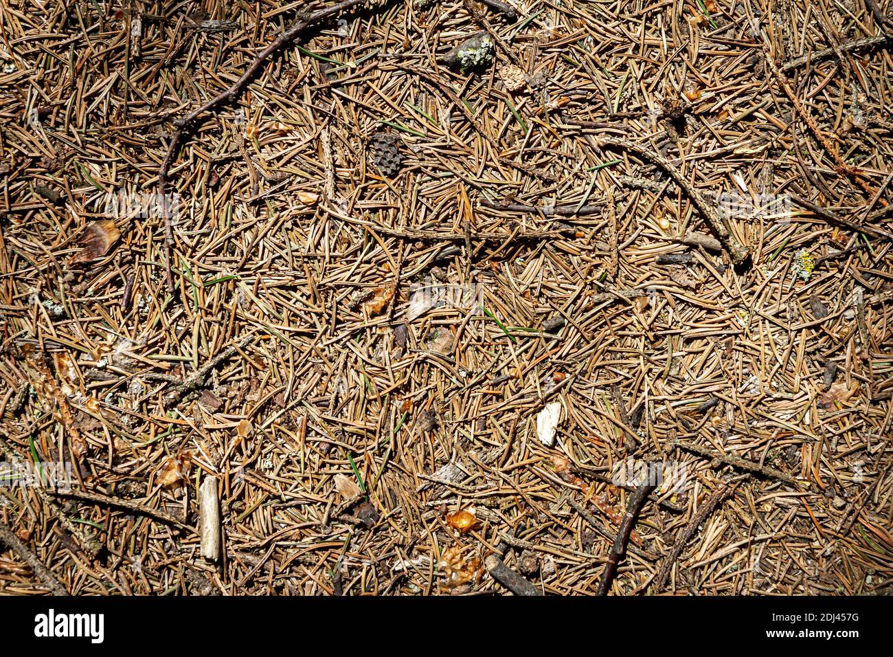 Natural forest ground with some leaves, twigs and needles Forest soil ...