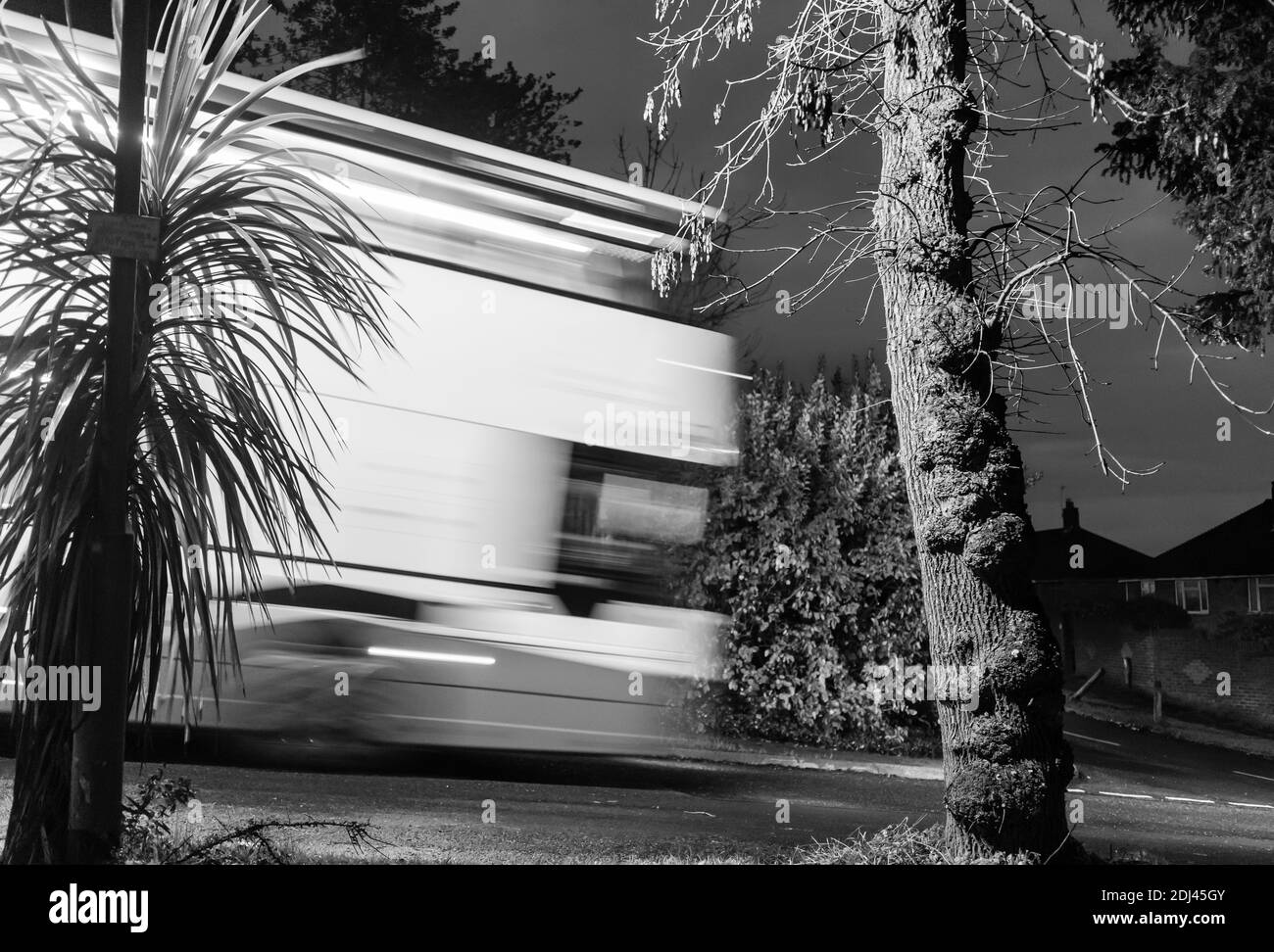 Palm at night Black and White Stock Photos & Images - Alamy