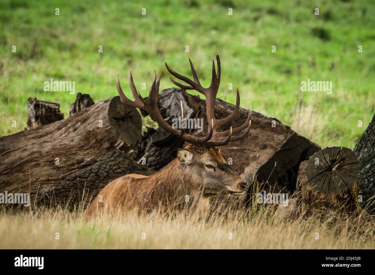 Ashton court deer hi-res stock photography and images - Alamy