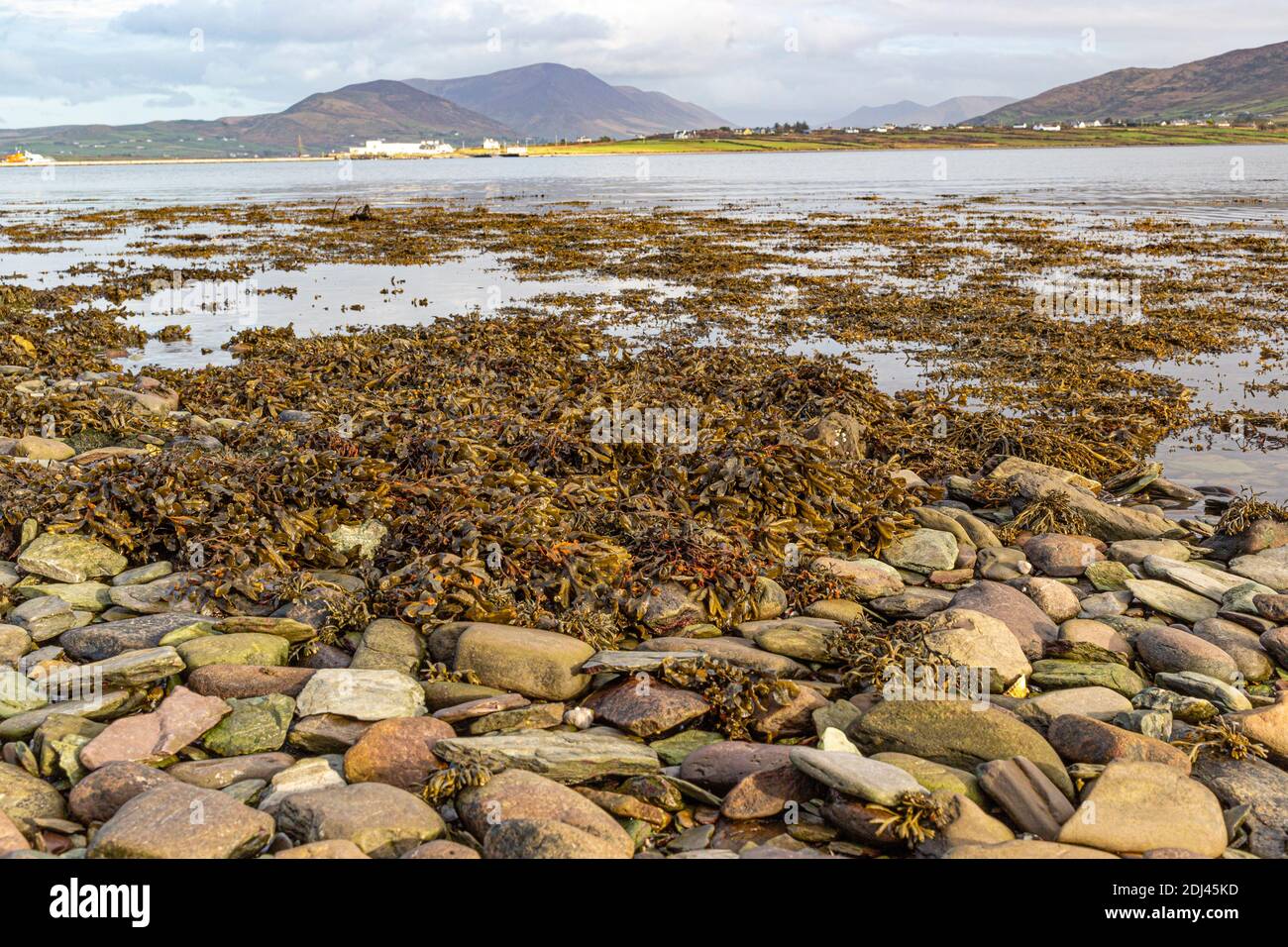 Seaweed on pebble beach (strand) Valentia Island, County Kerry, Ireland ...