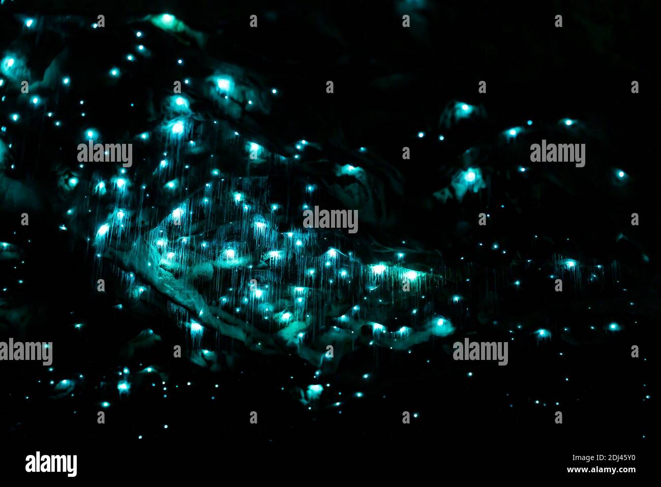 Glow worms bioluminescence hi-res stock photography and images - Alamy