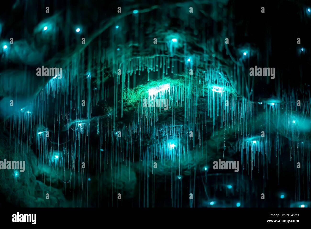Arachnocampa luminosa, known colloquially as glow worms, dangle sticky ...