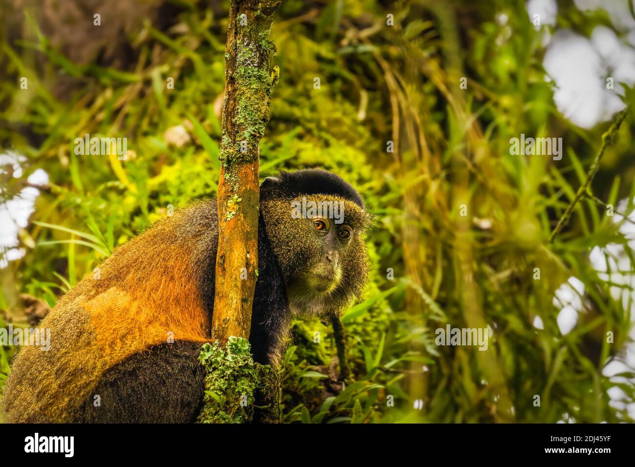 Wild and very rare golden monkey ( Cercopithecus kandti) in the ...