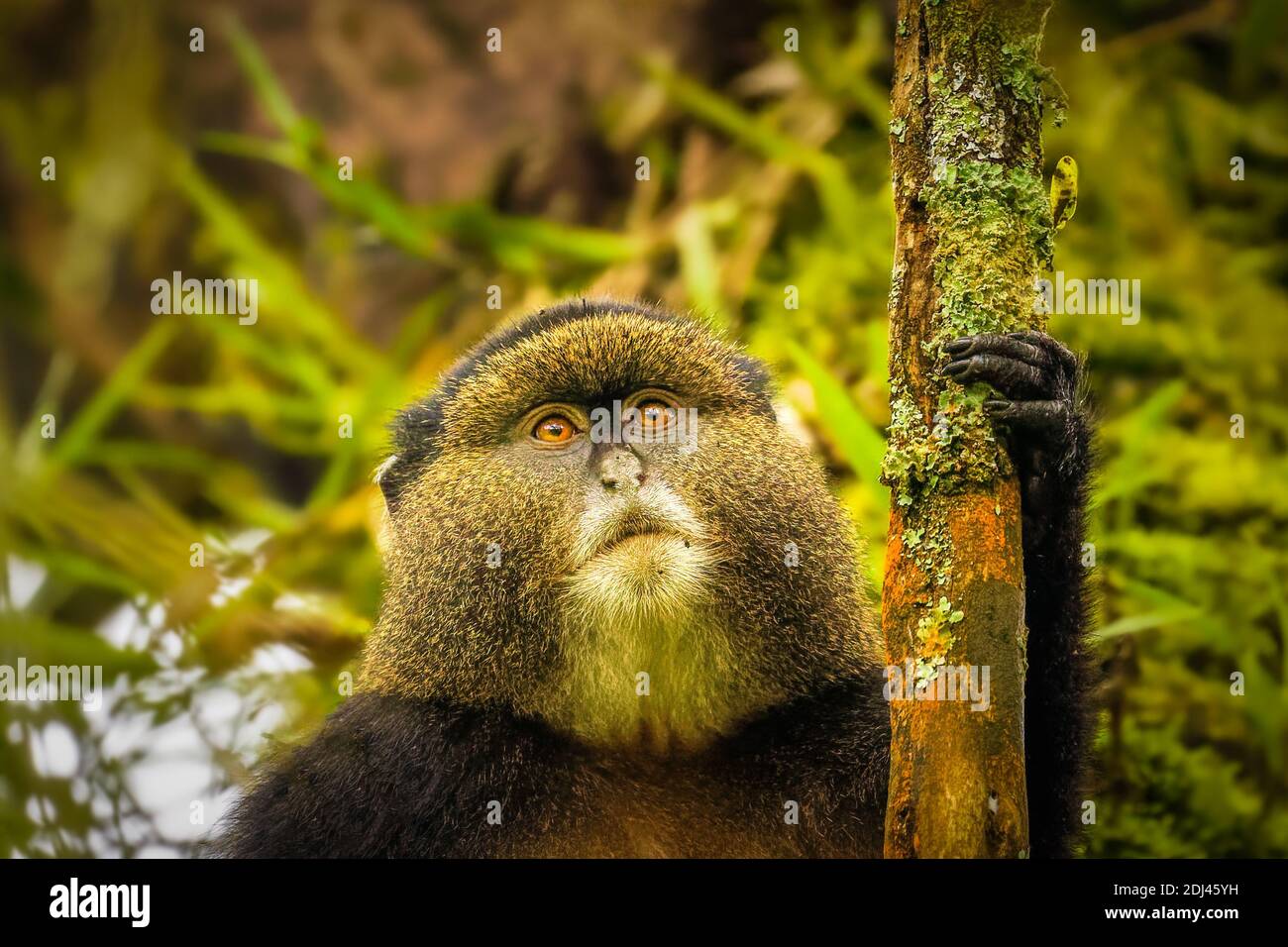 Wild and very rare golden monkey ( Cercopithecus kandti) in the ...