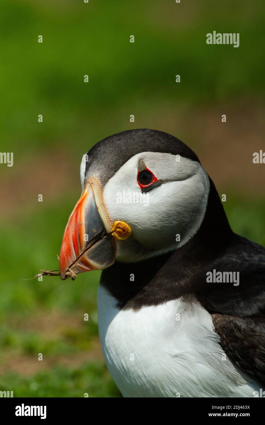 Puffin Collecting Sticks For Nest Building Stock Photo - Alamy
