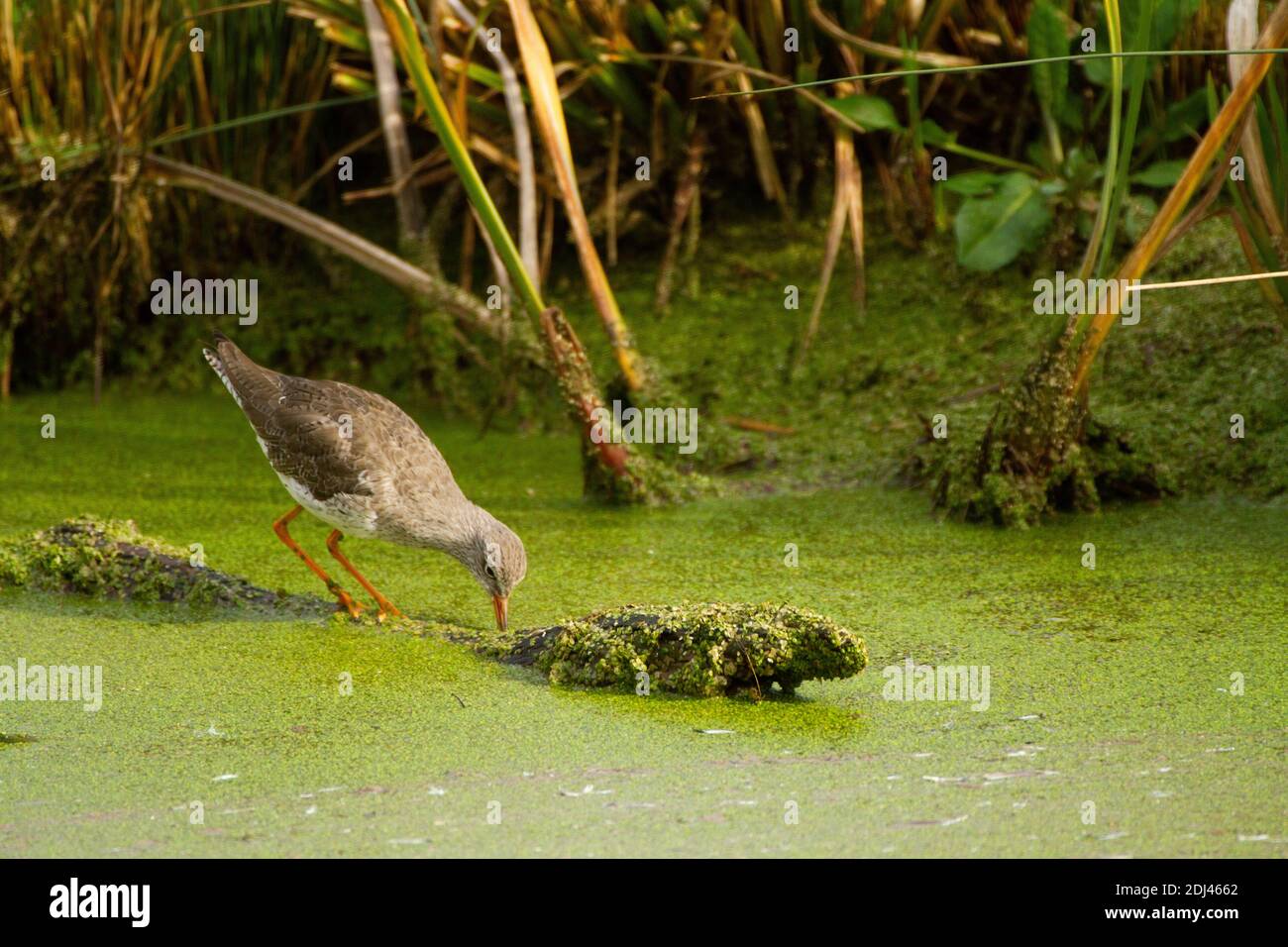 Wetland Bird Feeding With Fresh Water Stock Photo - Alamy