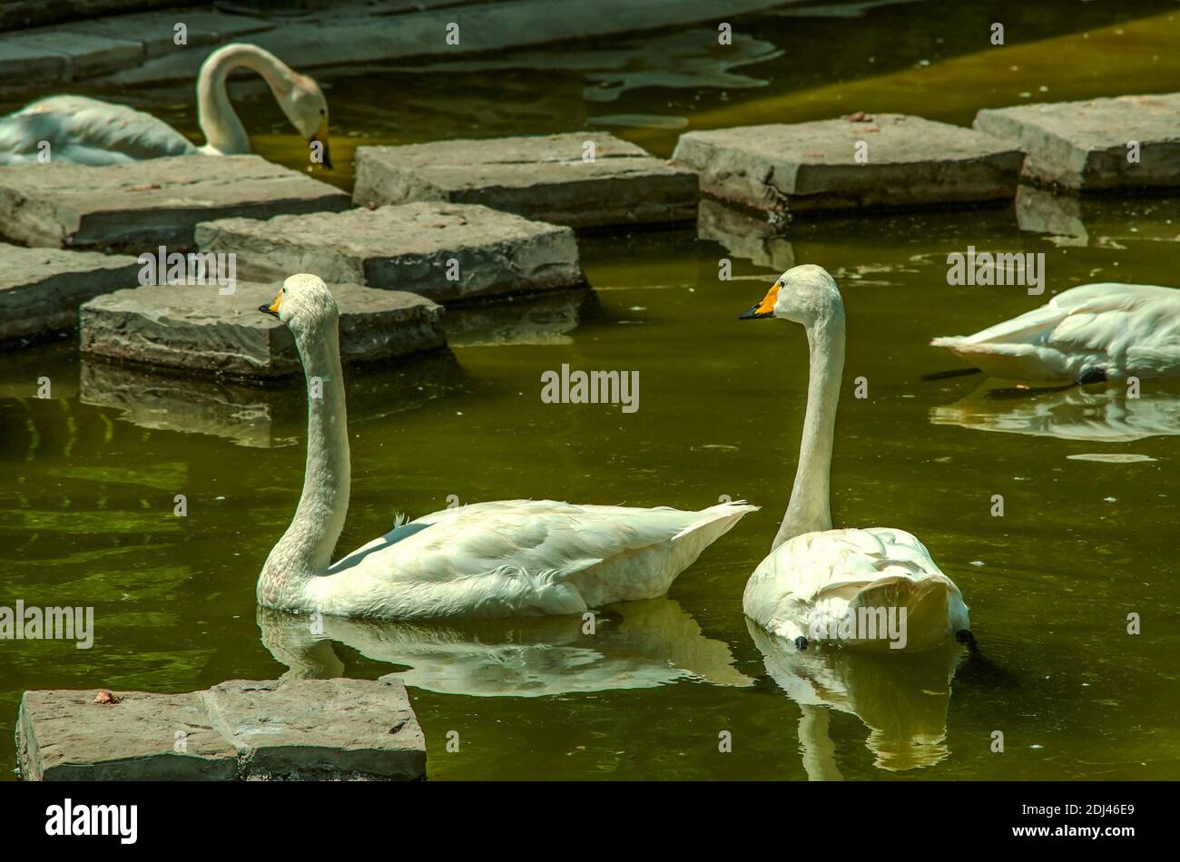 White swans on a hot summer afternoon cool off in the water among the ...