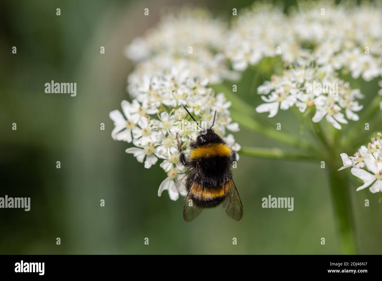 Bumble Bee Pollinating On Flower Head Stock Photo - Alamy