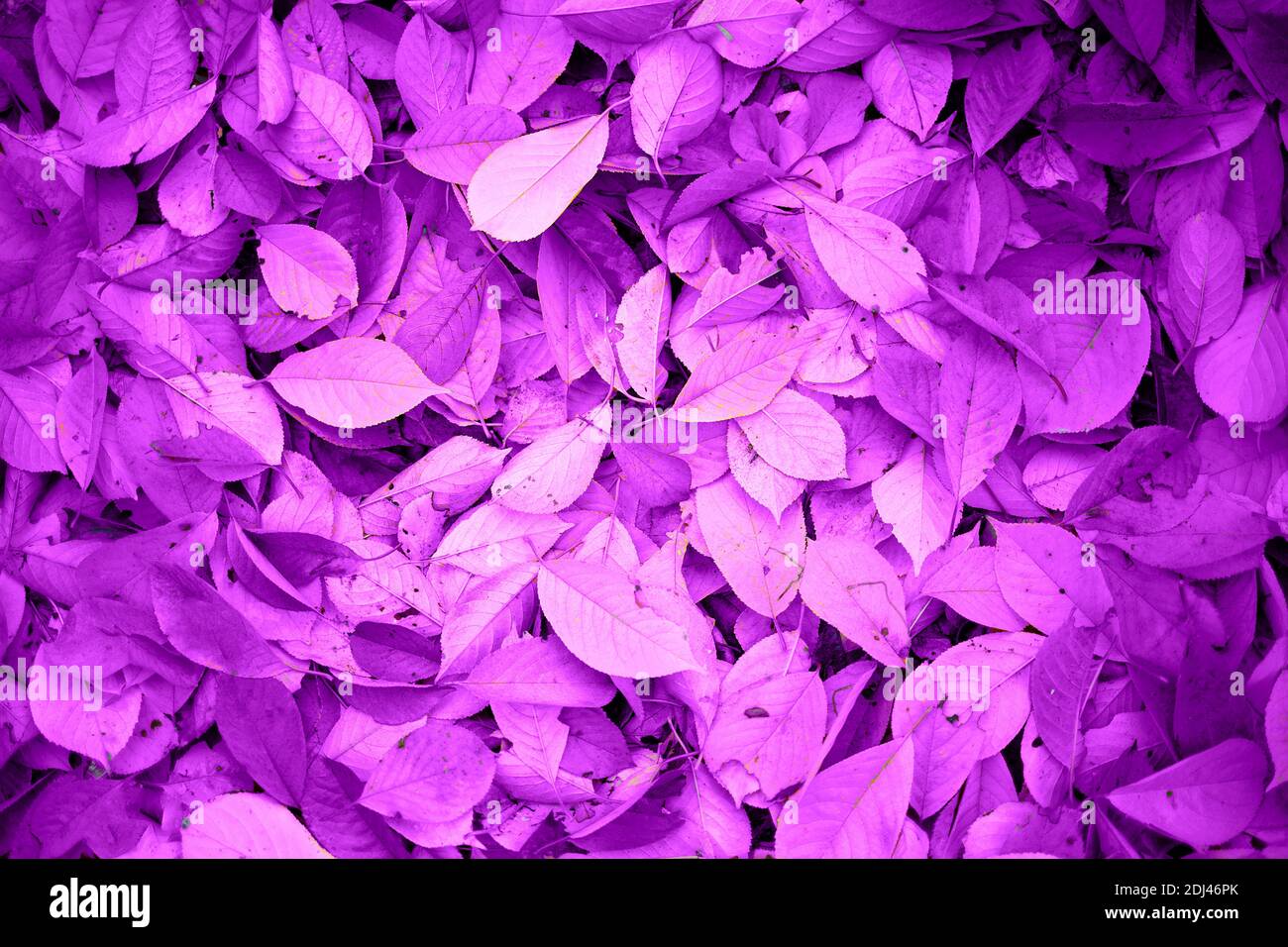 purple autumn leaves. great background for design Stock Photo - Alamy