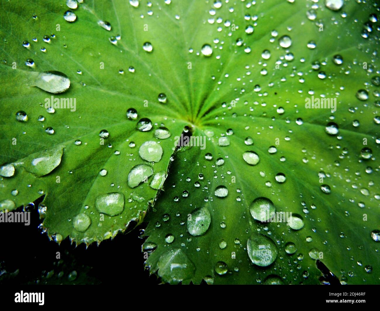 Water droplets gathering on leaf Stock Photo - Alamy