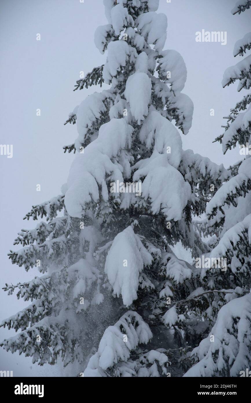Avalanche of snow on fir tree, beautiful winter phenomenon. Snow falls ...