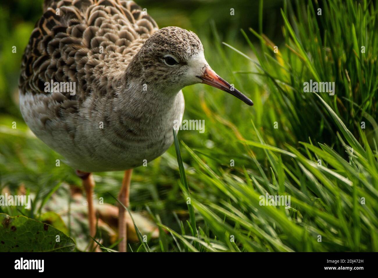 Red Shank Wetland Bird In Grassland Stock Photo - Alamy