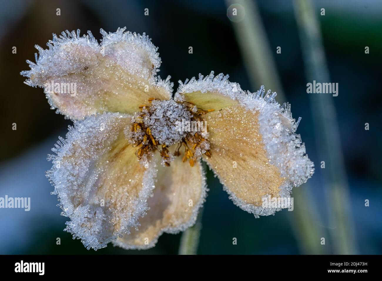 Frozen rose during early winter Stock Photo - Alamy