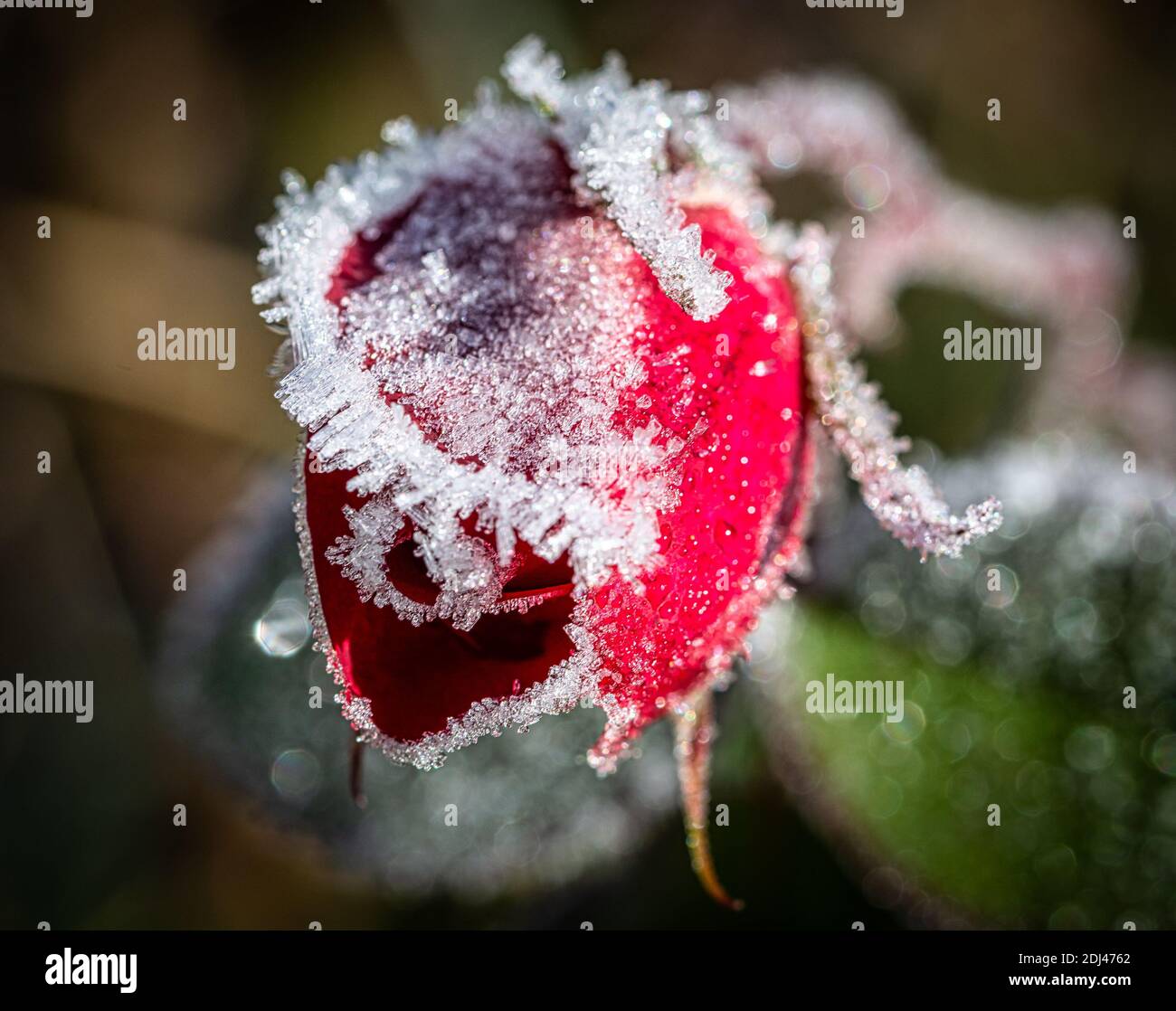Frozen rose during early winter Stock Photo - Alamy