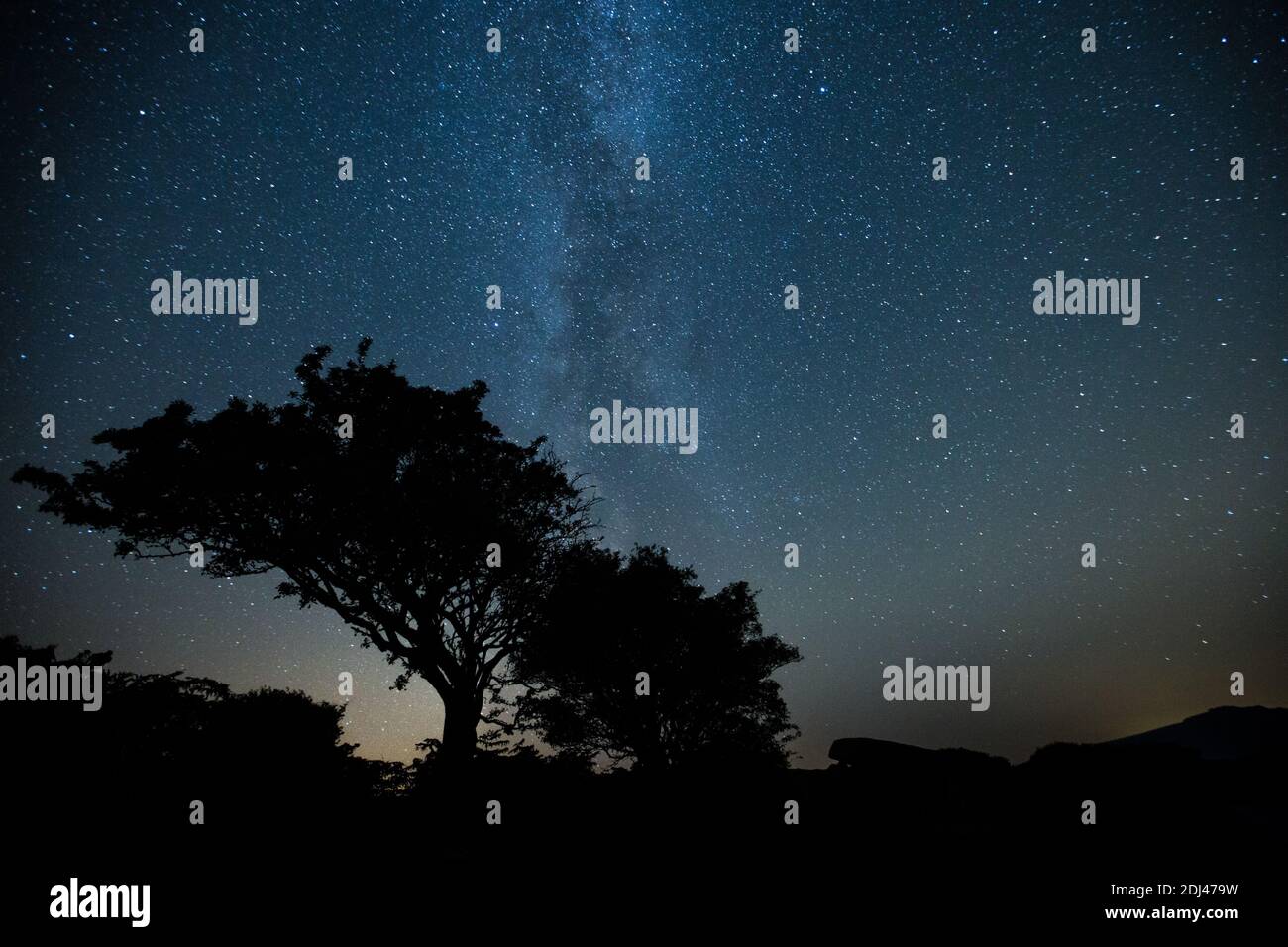 Milky Way Over Trees Stock Photo - Alamy