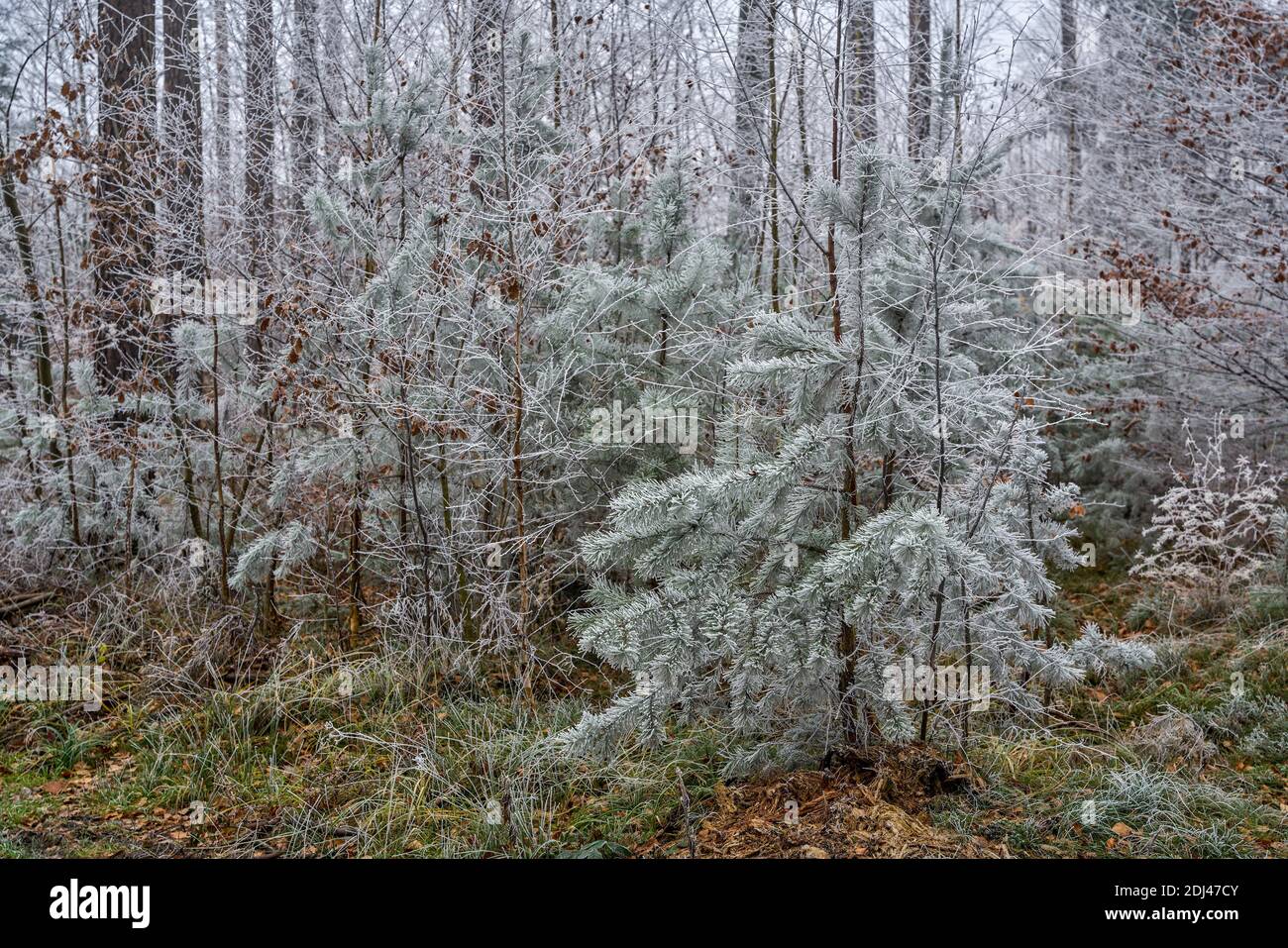 Central European mixed forest in December fog, covered with rime and frost Lower Silesia Poland ...