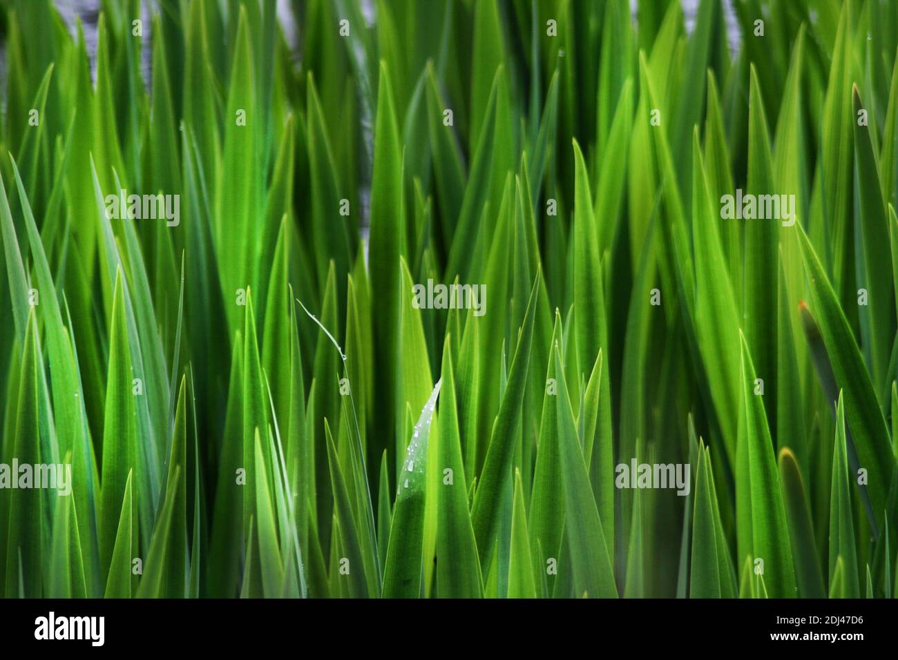 Thick Reeds On Lakes Edge Stock Photo - Alamy