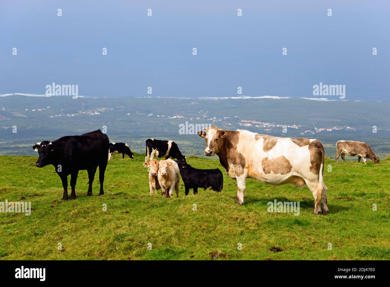 Azoren tiere hi-res stock photography and images - Alamy